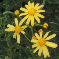 twenty-one words – (tales from the birdgirl)